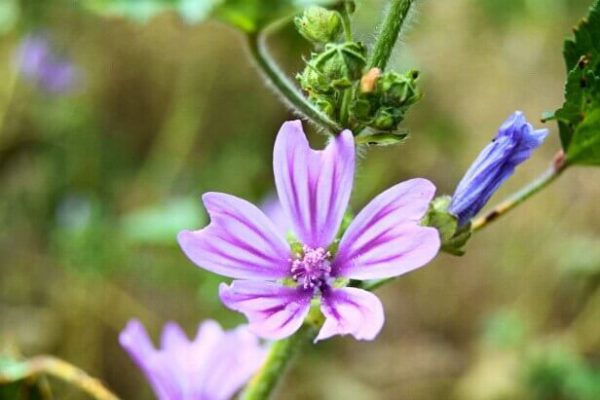 Malva: beneficios y propiedades medicinales | Trucosnaturales.com