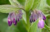 Consuelda (Symphytum officinale): propiedades y usos | Trucosnaturales.com