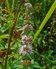 Poleo (Mentha pulegium): propiedades y usos | Trucosnaturales.com